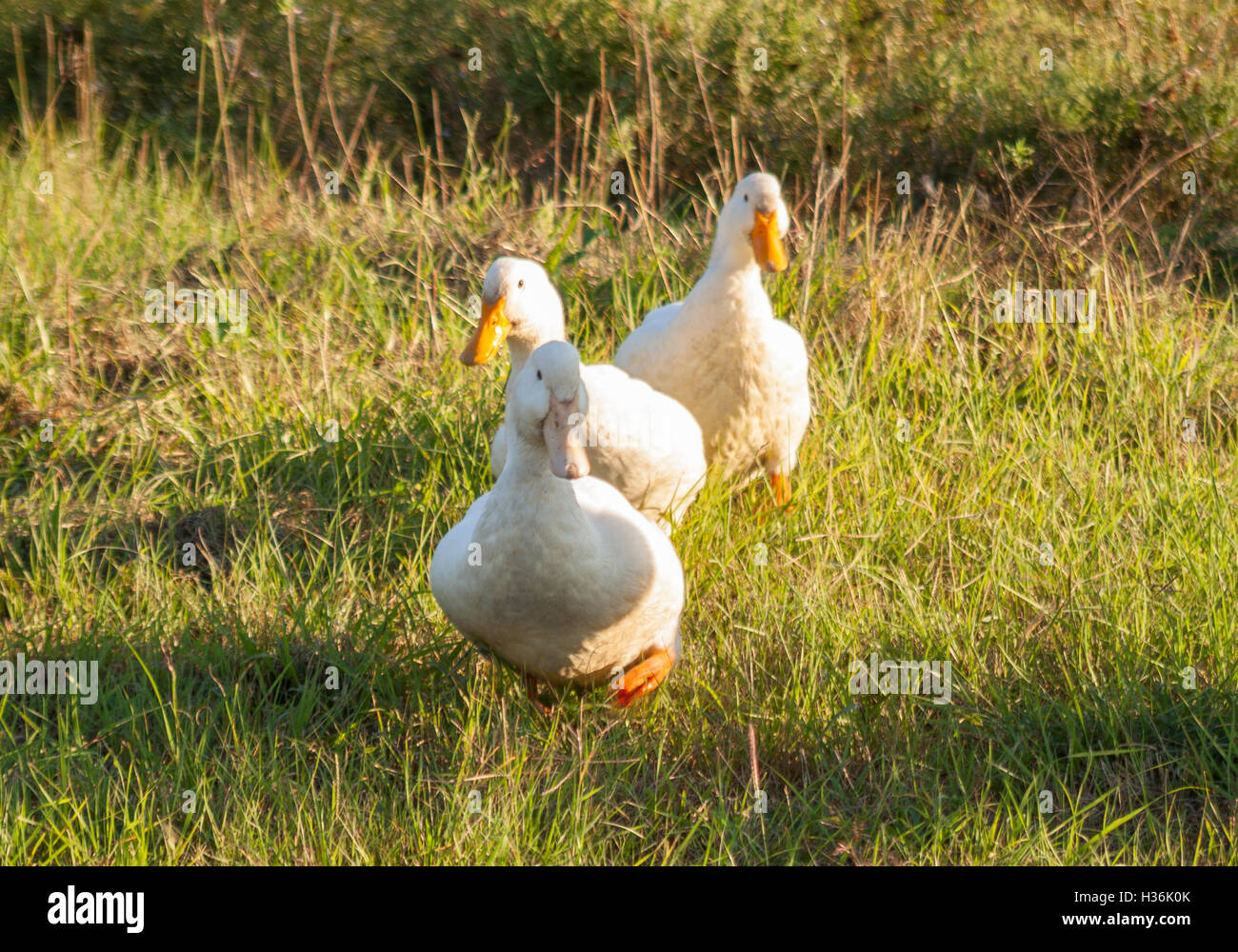 Three ducks in a field Stock Photo - Alamy