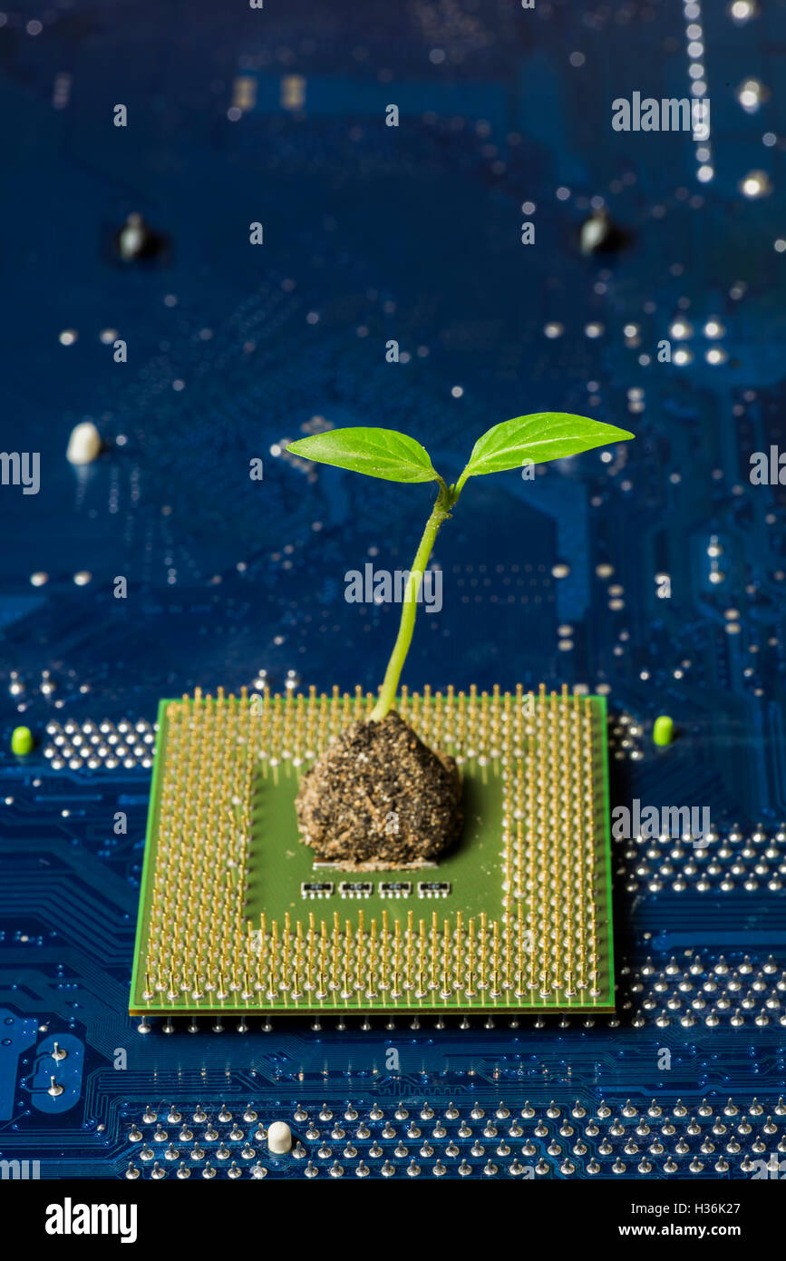 Vertical shot of a green sprout growing from a CPU, set against a blue ...