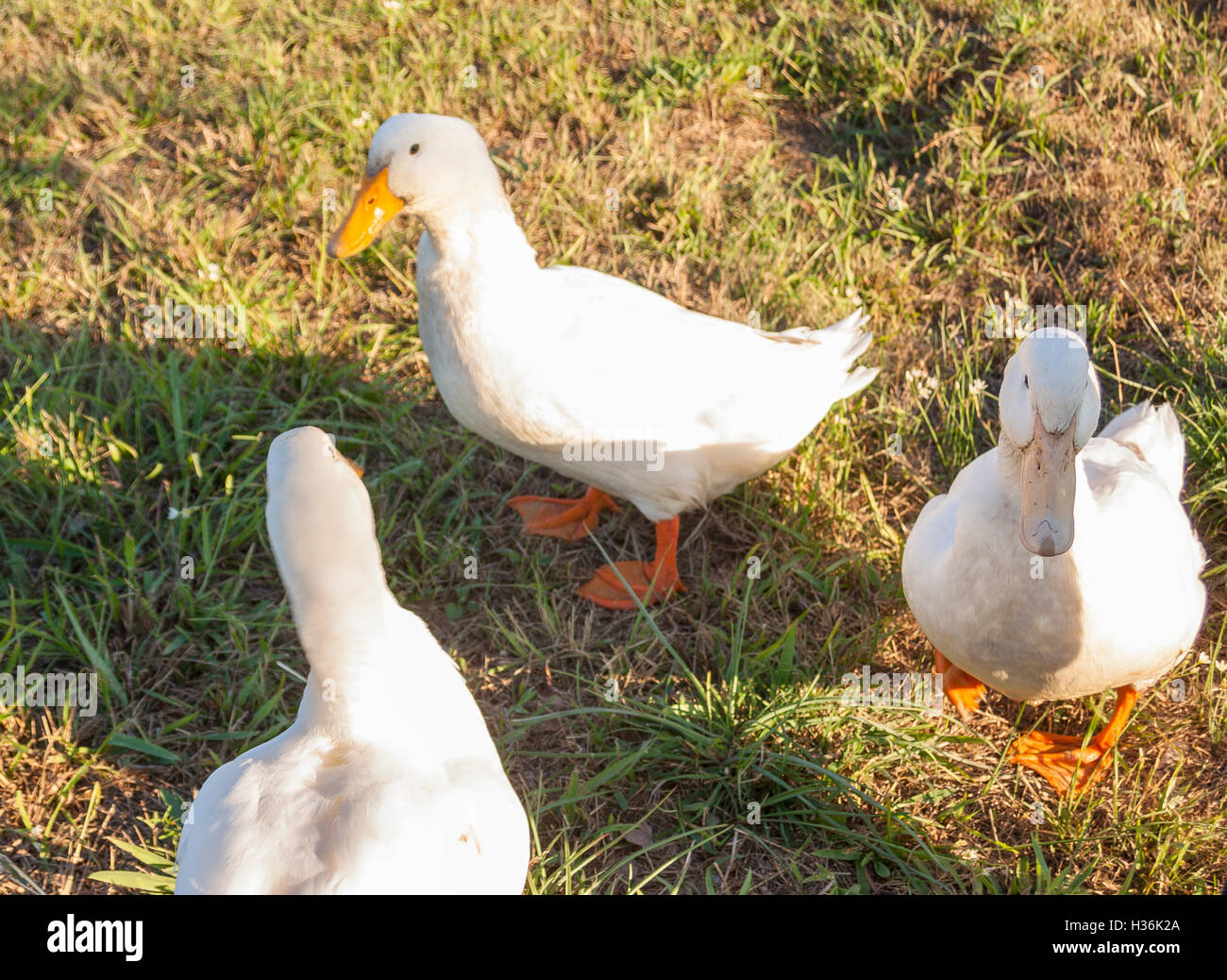 Animal bird ducks in nature hi-res stock photography and images - Alamy
