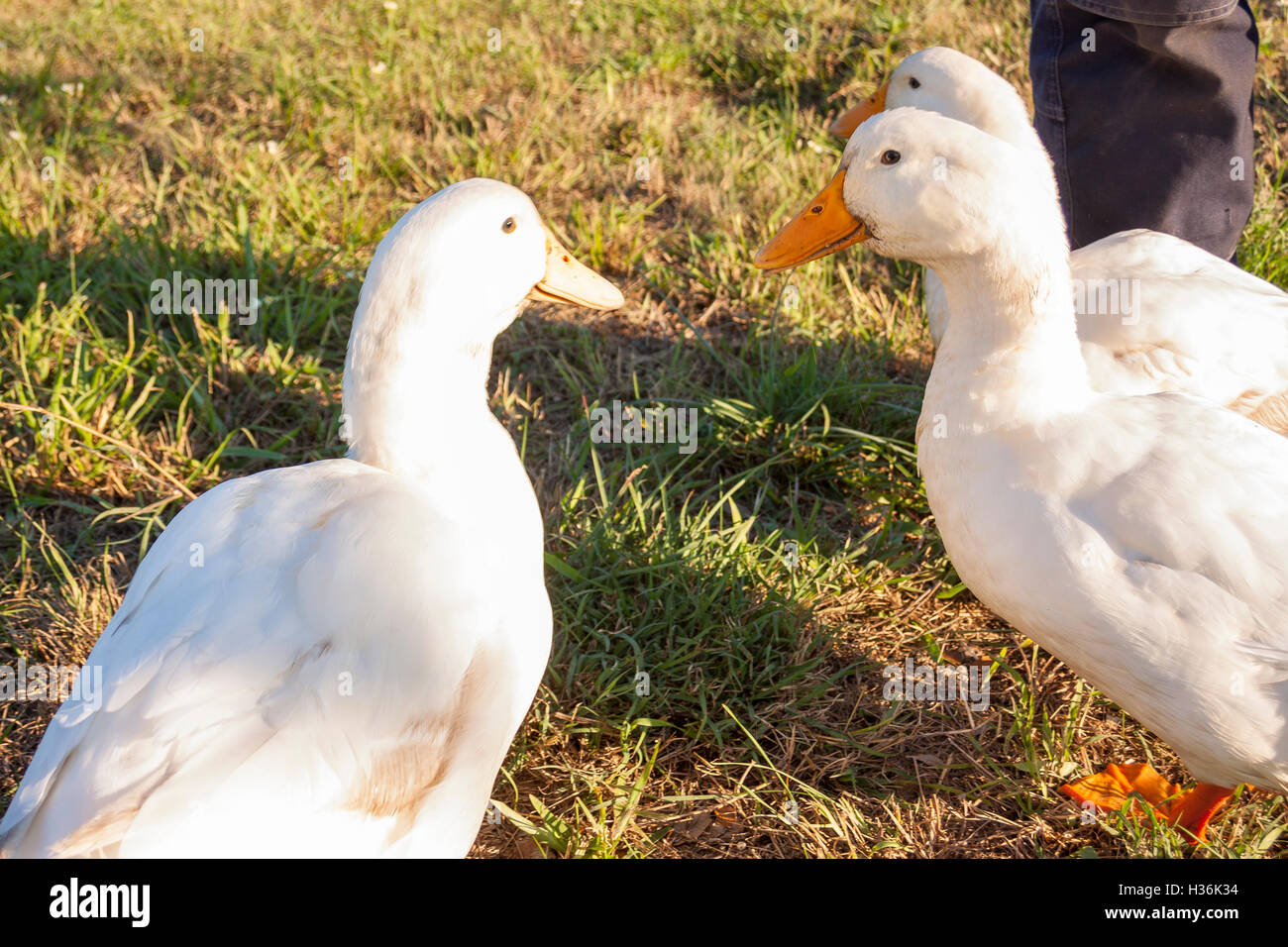 Three ducks in a field Stock Photo - Alamy