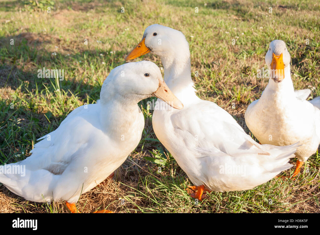 Three ducks in a field Stock Photo - Alamy