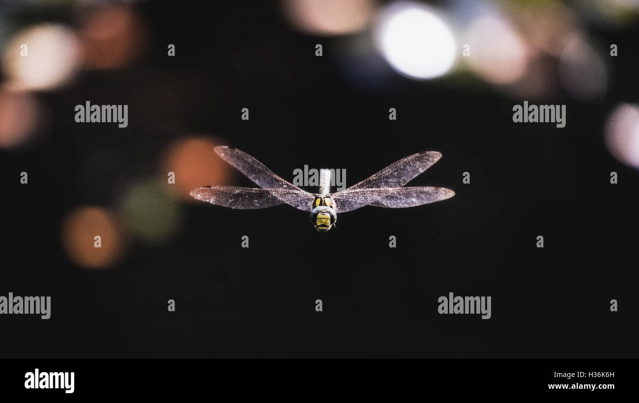 Dragonfly in flight Stock Photo - Alamy