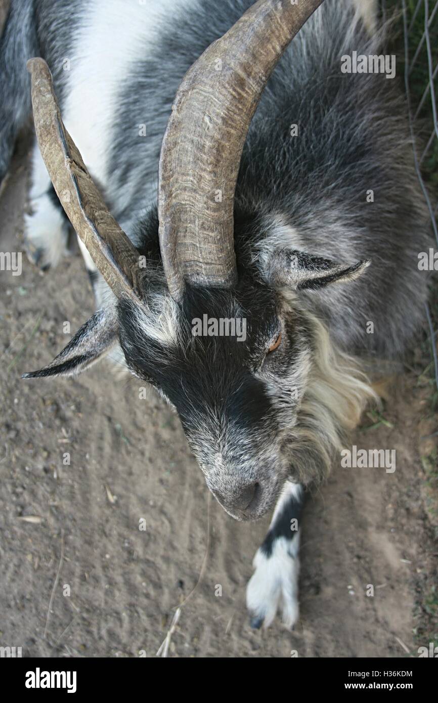 Large horns hi-res stock photography and images - Alamy