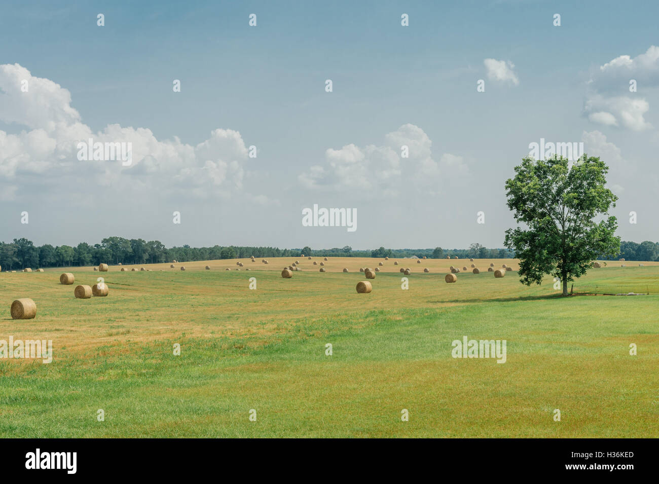 Summer hay field with rolled cut hay and a lone tree standing sentry in ...