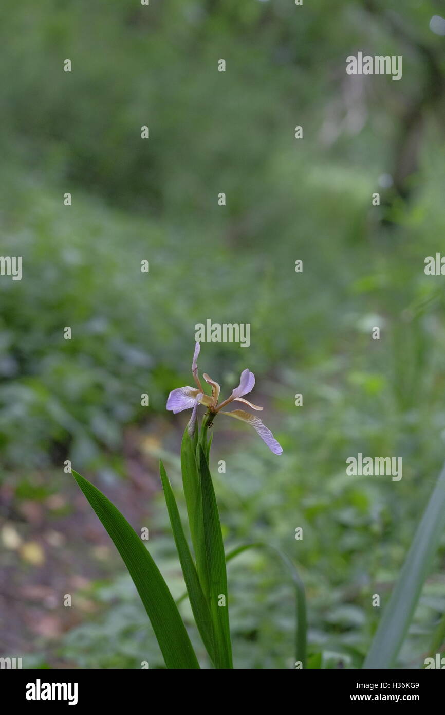 Stinking iris (Iris foetidissima) growing in the woods Stock Photo - Alamy