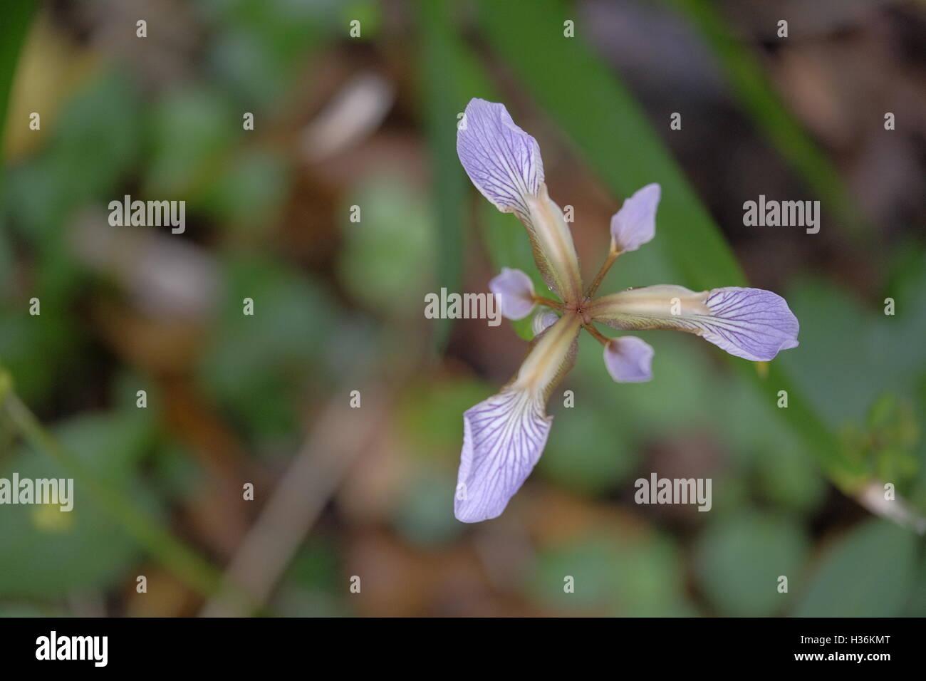 Stinking iris (Iris foetidissima) growing in the woods Stock Photo - Alamy