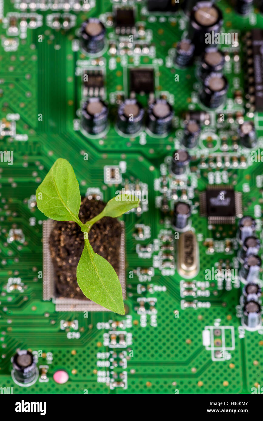 A green sprout growing from a green PC motherboard, emerging from the ...