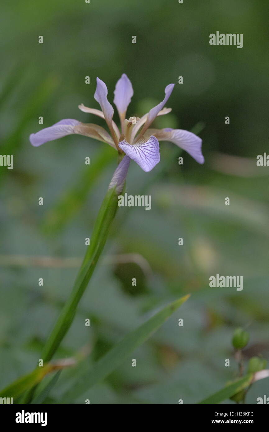 Stinking iris (Iris foetidissima) growing in the woods Stock Photo - Alamy