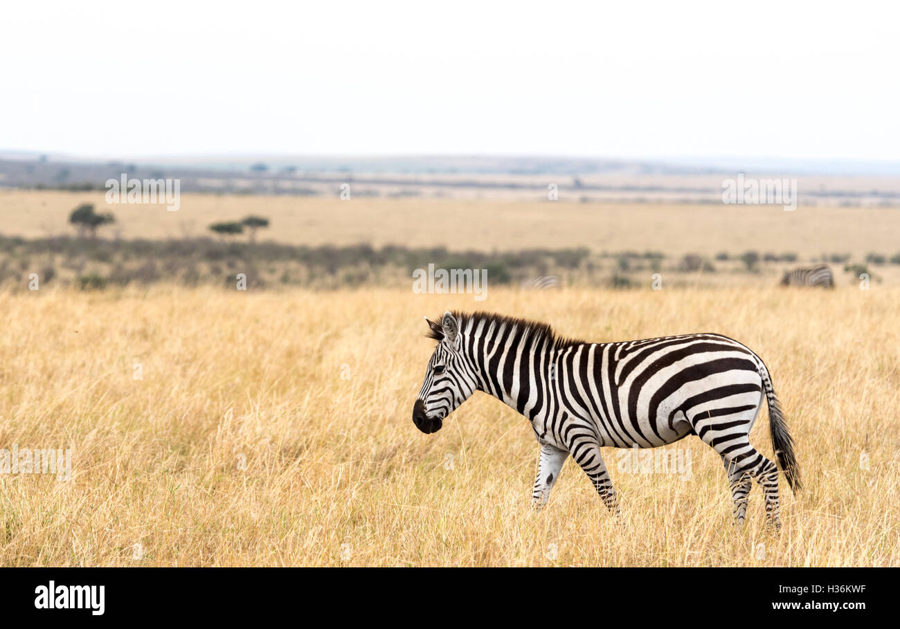 Zebra in the long grass Stock Photo - Alamy