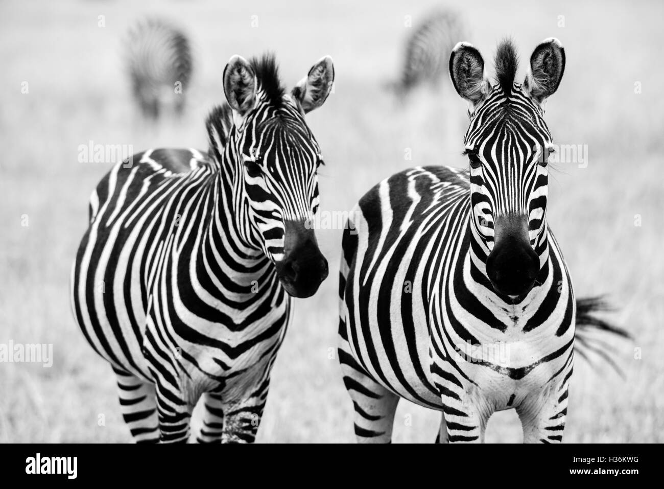 Bushtops Black and White Stock Photos & Images - Alamy