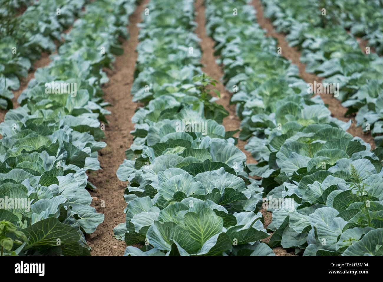 Rows of green cabbage in a farmers field Stock Photo - Alamy