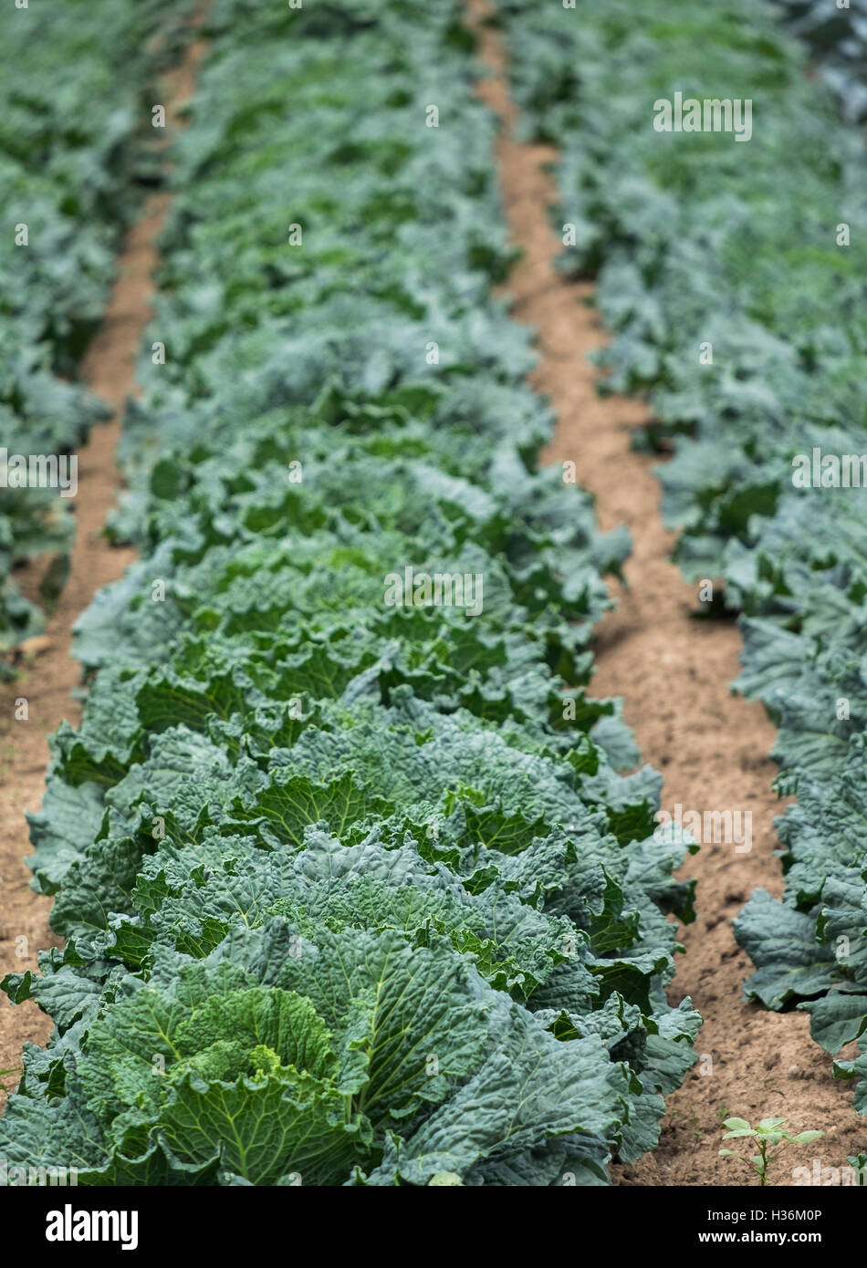 A close up of a row Savoy cabbage growing in a farmers field Stock ...