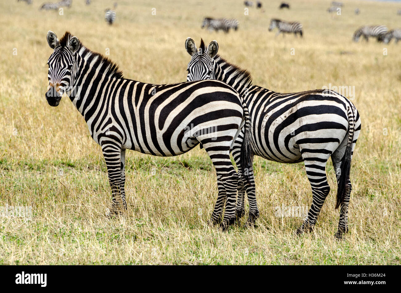 Zebras on the Plains Stock Photo - Alamy