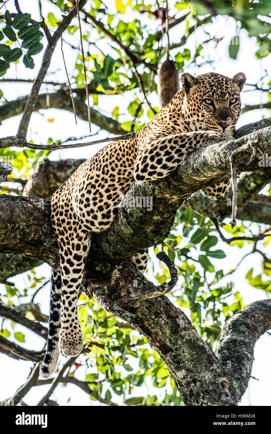 Leopard full from dinner Stock Photo - Alamy
