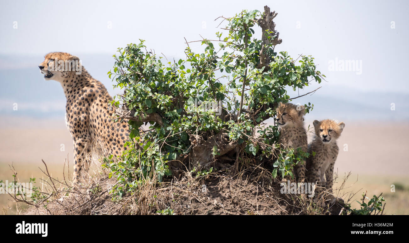 Cheetah and Cubs Stock Photo - Alamy
