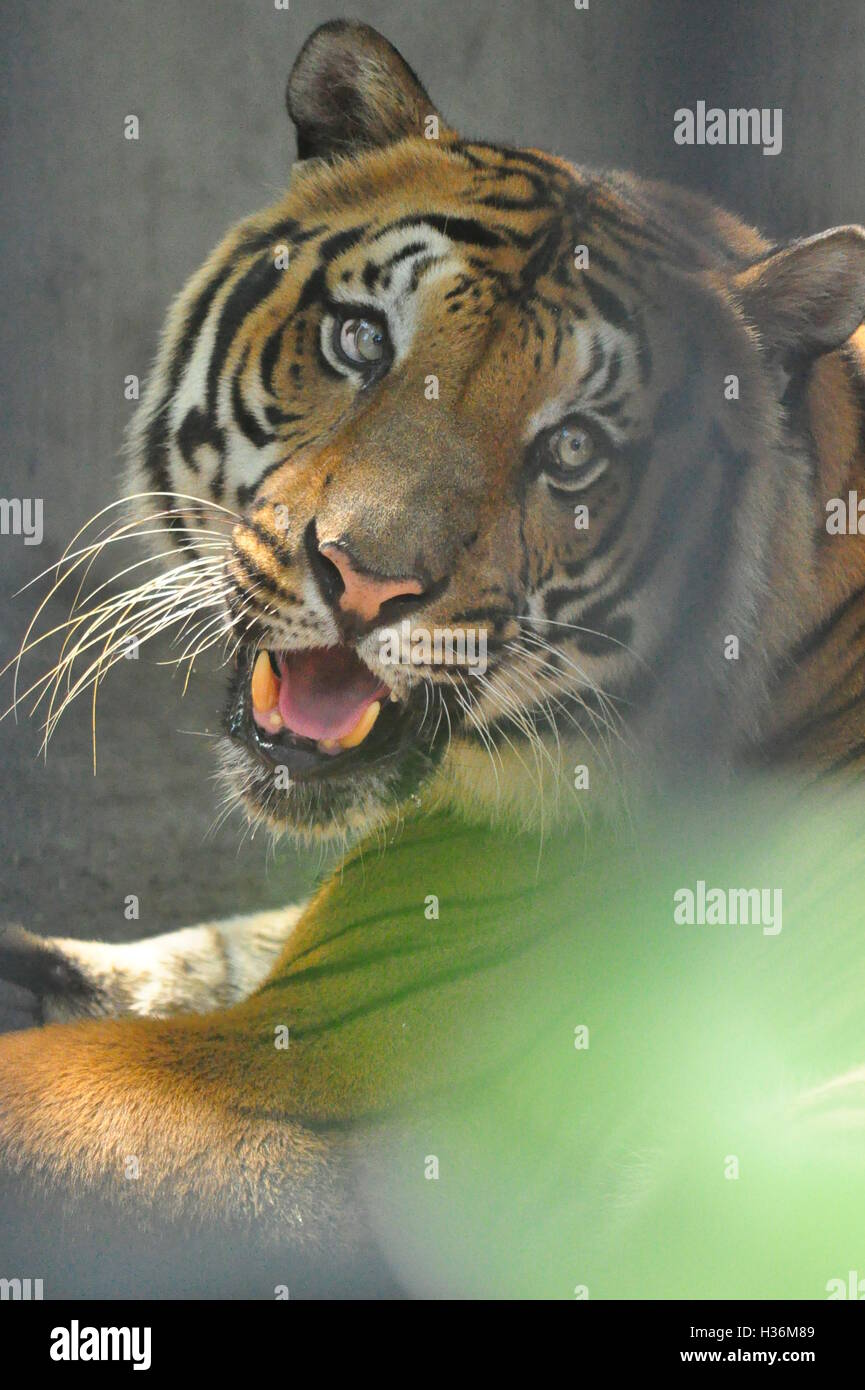 Authentic wildlife hi-res stock photography and images - Alamy