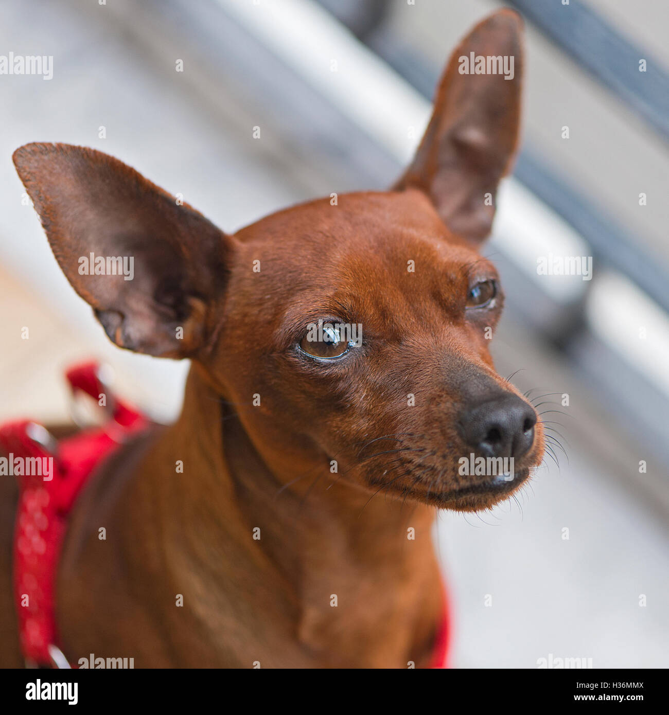 pincher dog breed Stock Photo - Alamy