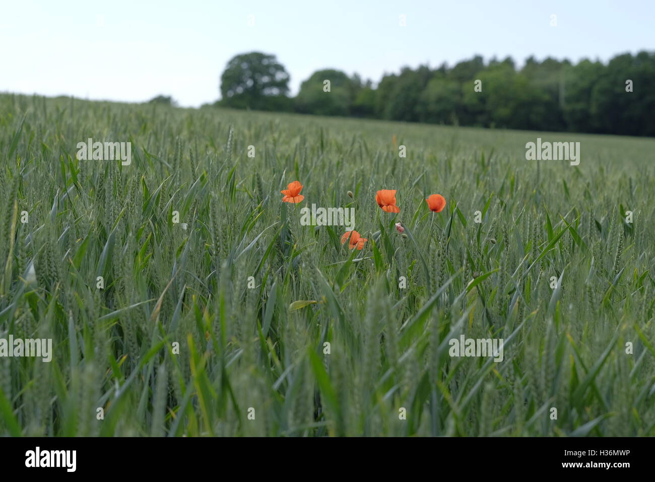 Four red poppies in a green hillside corn field Stock Photo - Alamy