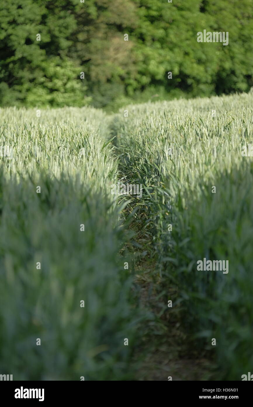 Field path leading through hi-res stock photography and images - Alamy