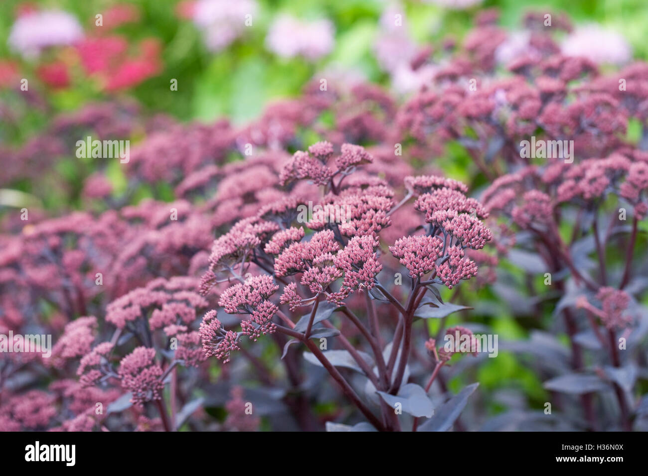 Hylotelephium 'Karfunkelstein'. Sedum 'Karfunkelstein' Stock Photo - Alamy