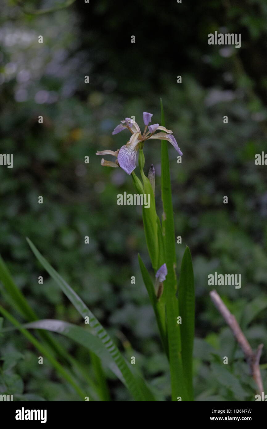 Stinking iris (Iris foetidissima) growing in woodland Stock Photo - Alamy