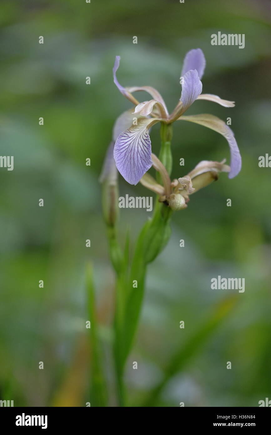 Stinking iris (Iris foetidissima) growing in woodland Stock Photo - Alamy
