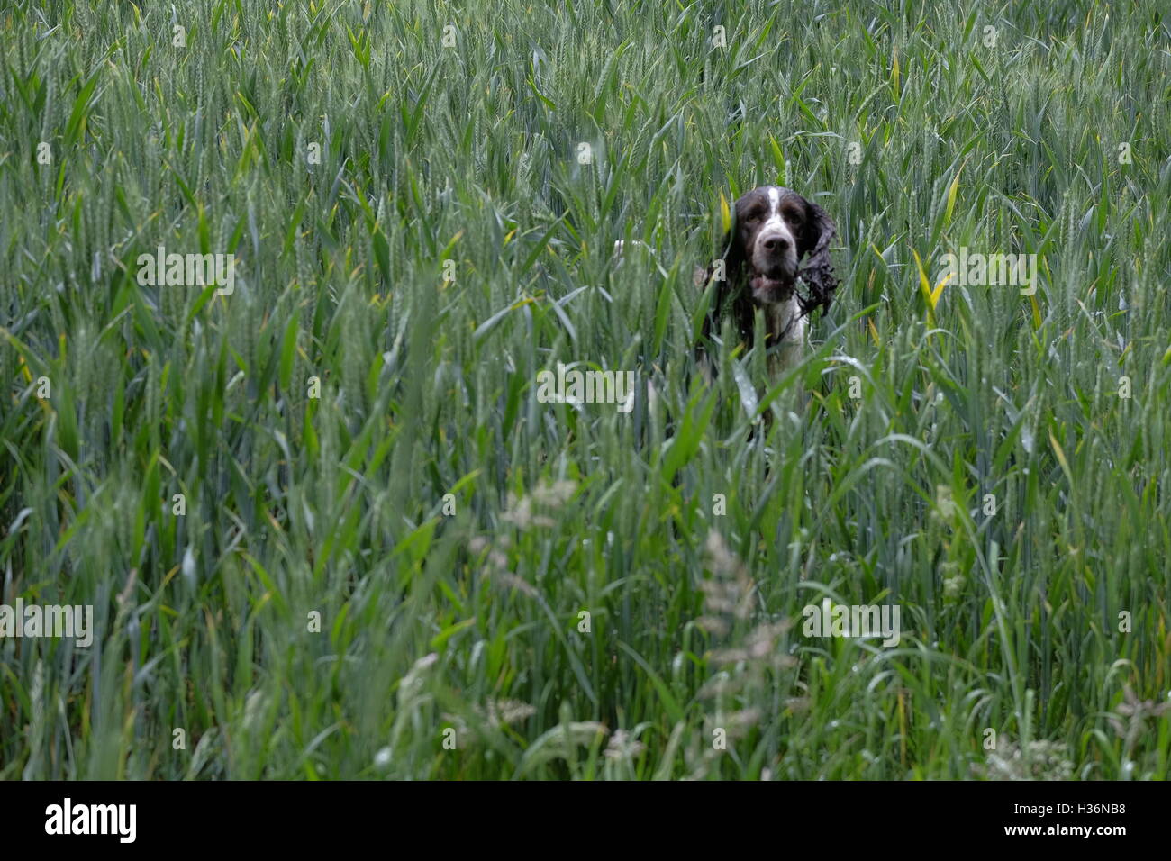 English Springer Spaniel in a field Stock Photo - Alamy