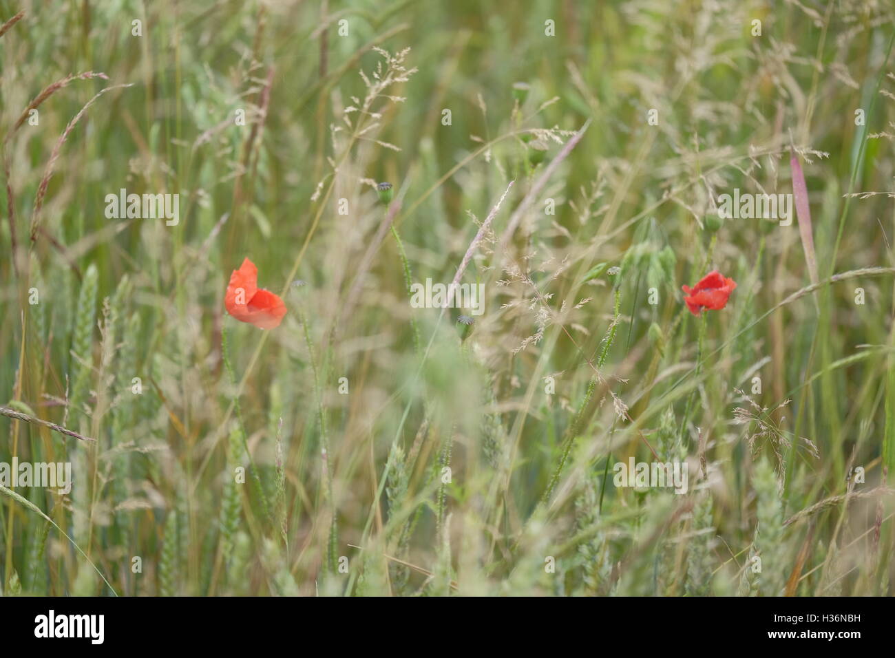 two poppies standing in a corn field Stock Photo - Alamy