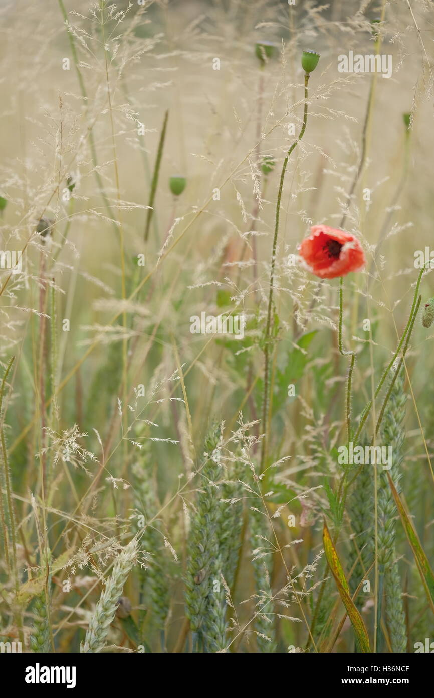 One poppy standing in a corn field Stock Photo - Alamy