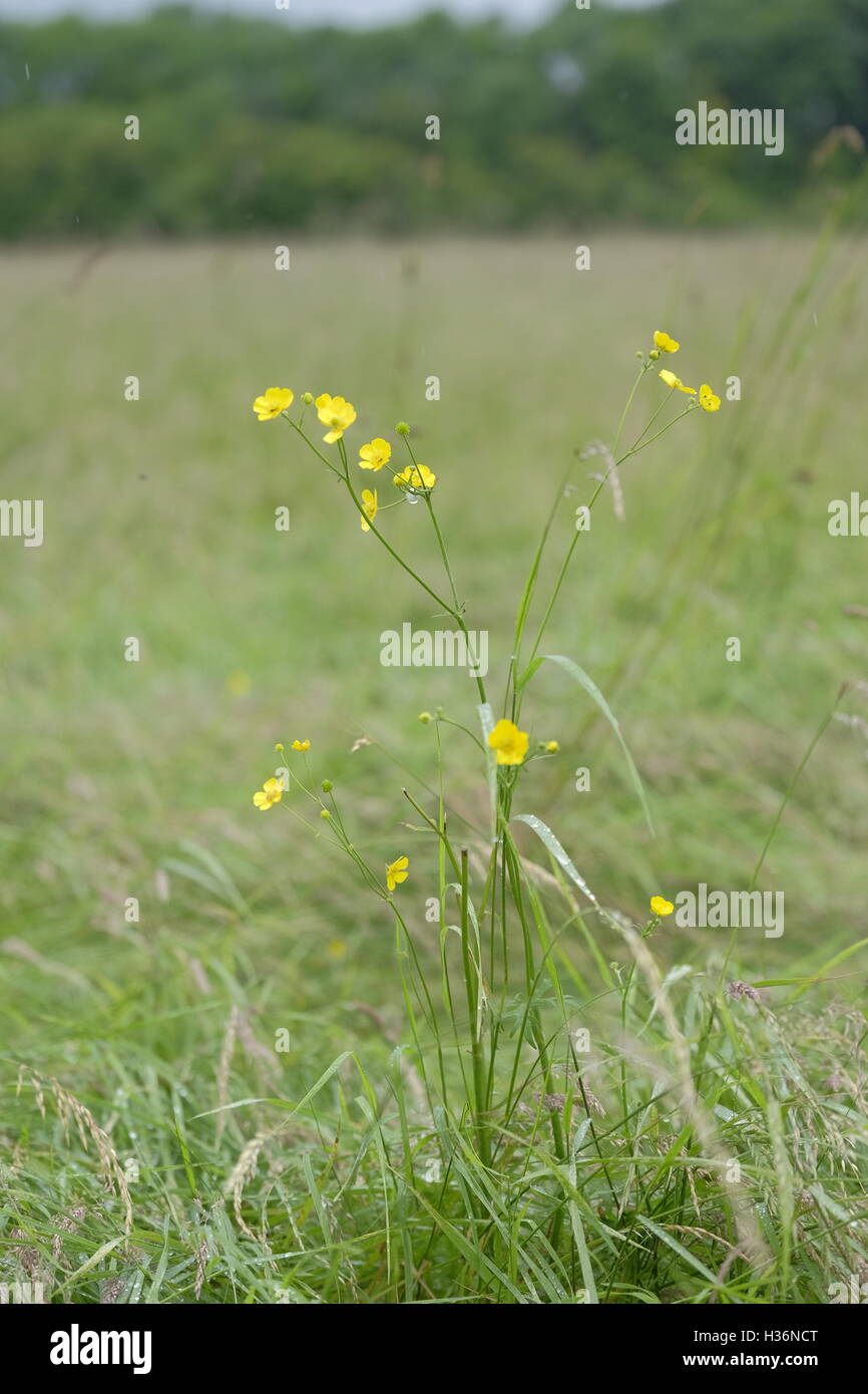 Butter yellow cups hi-res stock photography and images - Alamy
