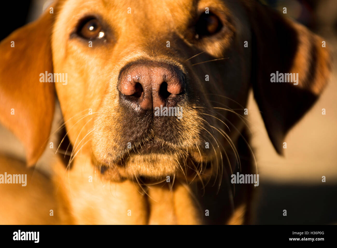 red fox labrador close up Stock Photo - Alamy