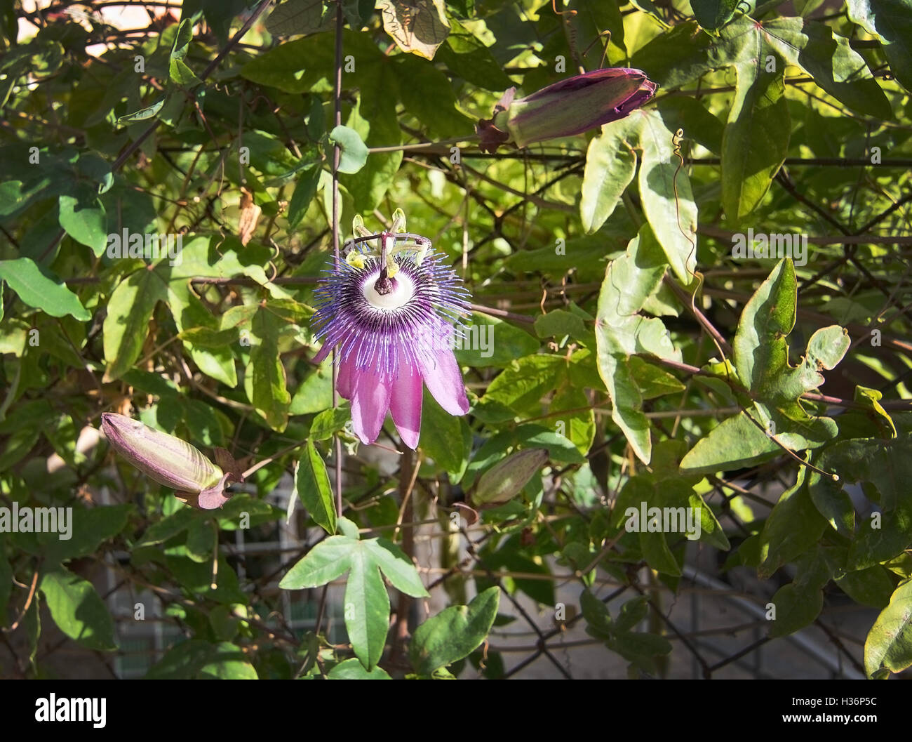 Blossoming Passiflora flower in Mallorca, Balearic islands, Spain in ...