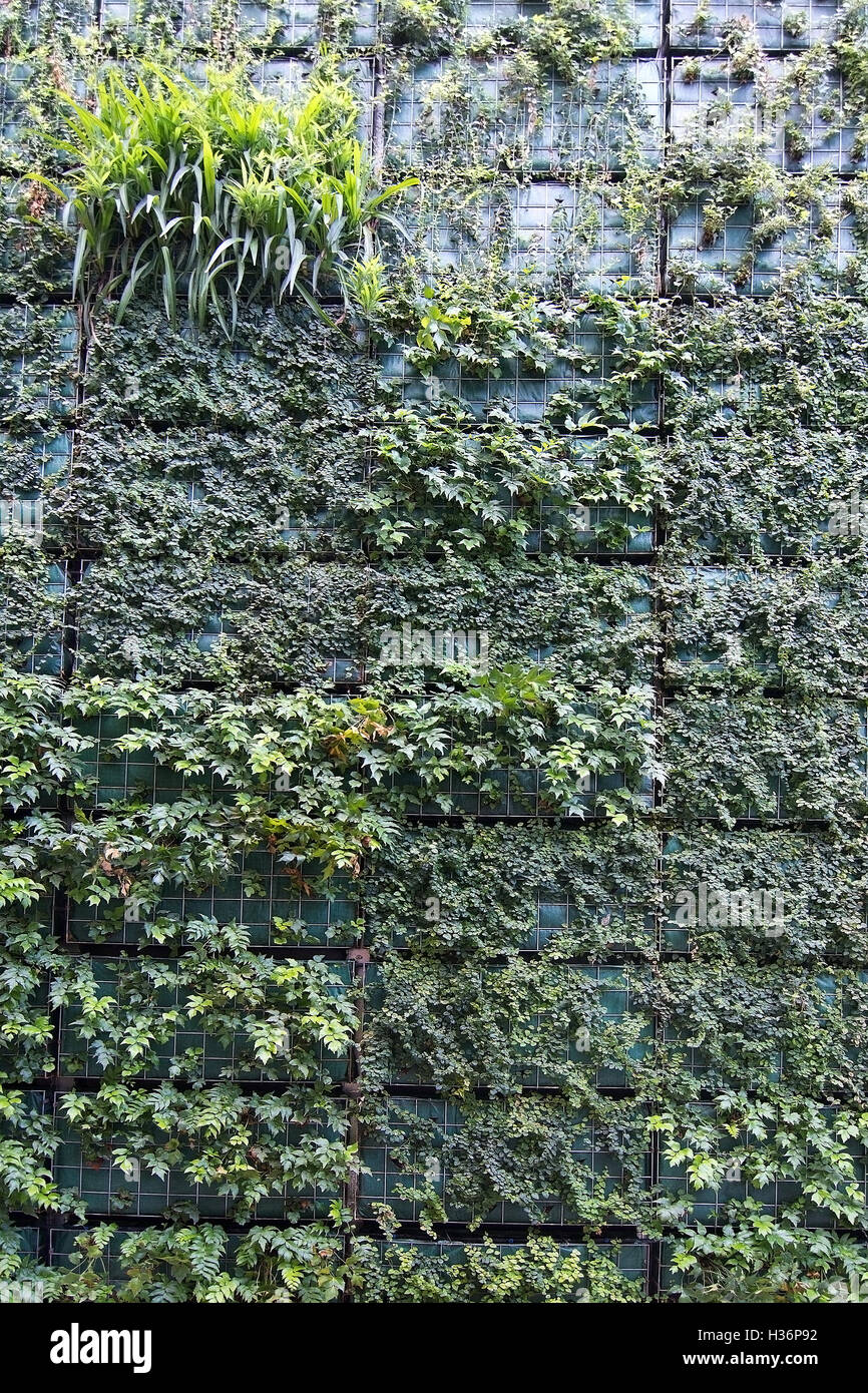 Green wall vertical garden grid with new fresh plants Stock Photo - Alamy