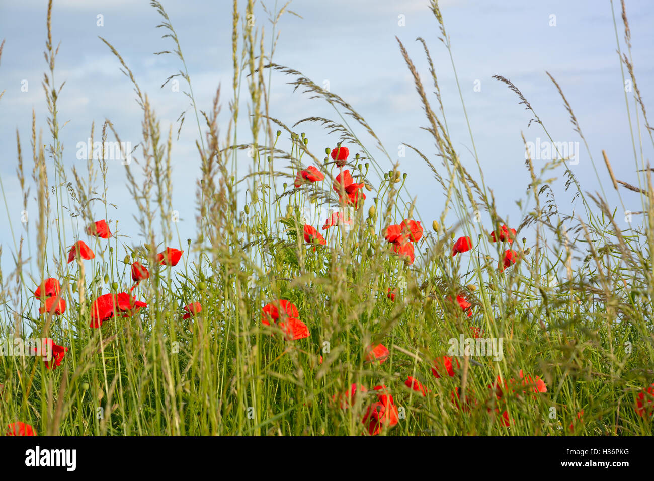 Spectacular meadow with bright, beautiful and colourful wild flowers in ...