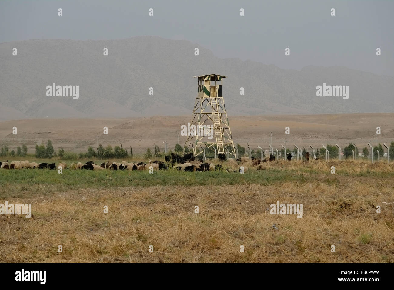 Kurdish sheep hi-res stock photography and images - Alamy
