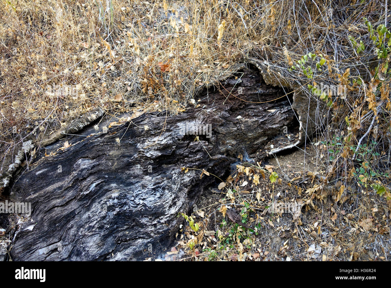 Burned Dead Cork oak trunk in on forest floor Stock Photo - Alamy