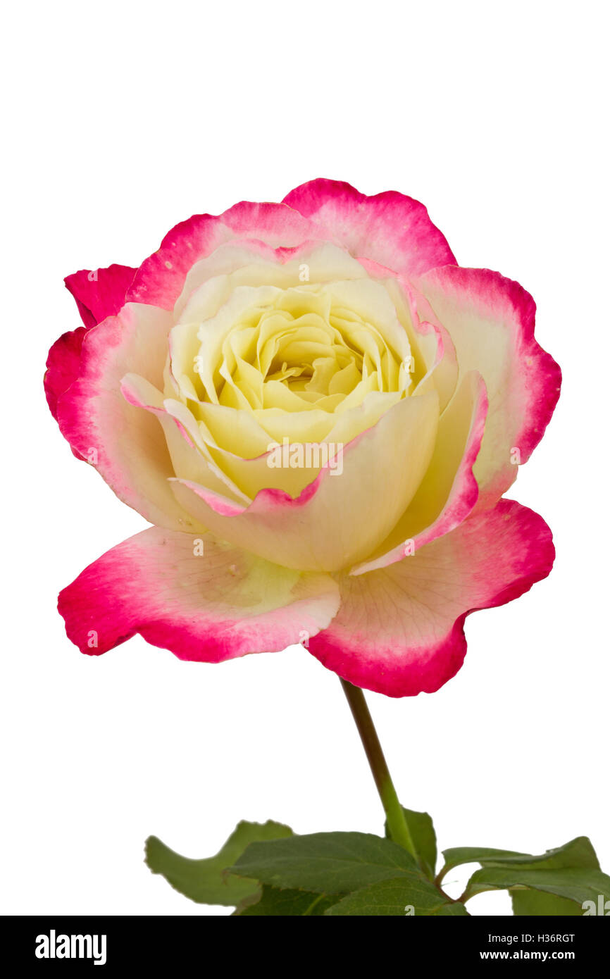 Flower of rose close-up, isolated on white background Stock Photo - Alamy