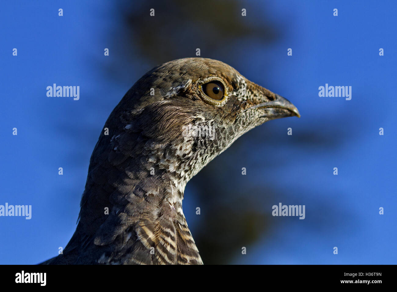 Blue grouse close up taken at National Bison Range in Montana, USA ...