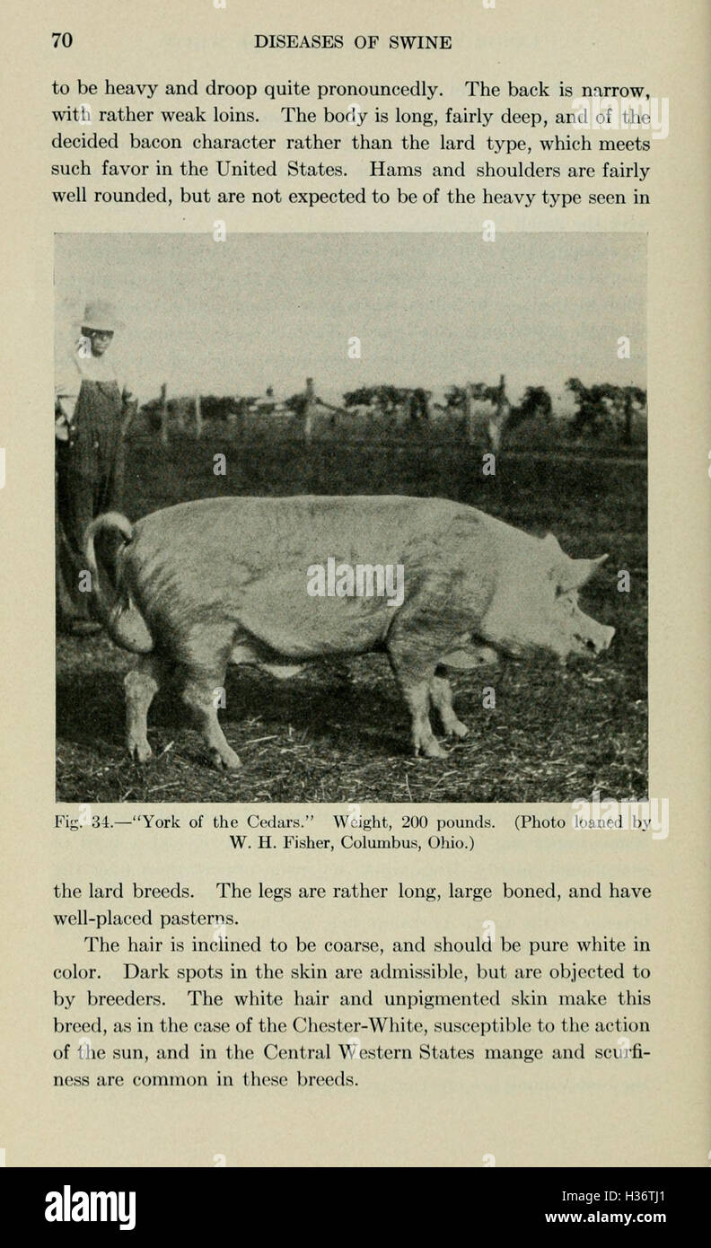 Diseases of swine (Page 70) BHL210 Stock Photo - Alamy