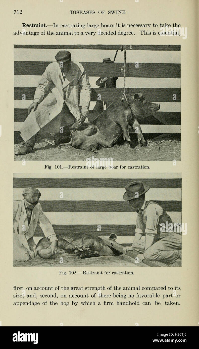 This book discusses common diseases in swine, focusing on symptoms ...