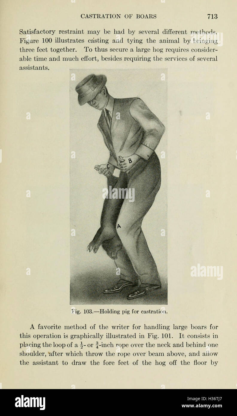 Diseases of swine (Page 713) BHL210 Stock Photo - Alamy