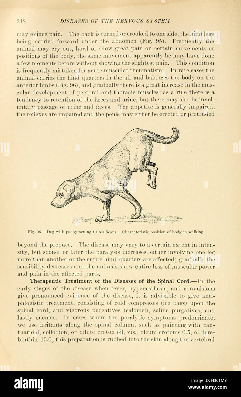This work provides an overview of common diseases in dogs and their ...