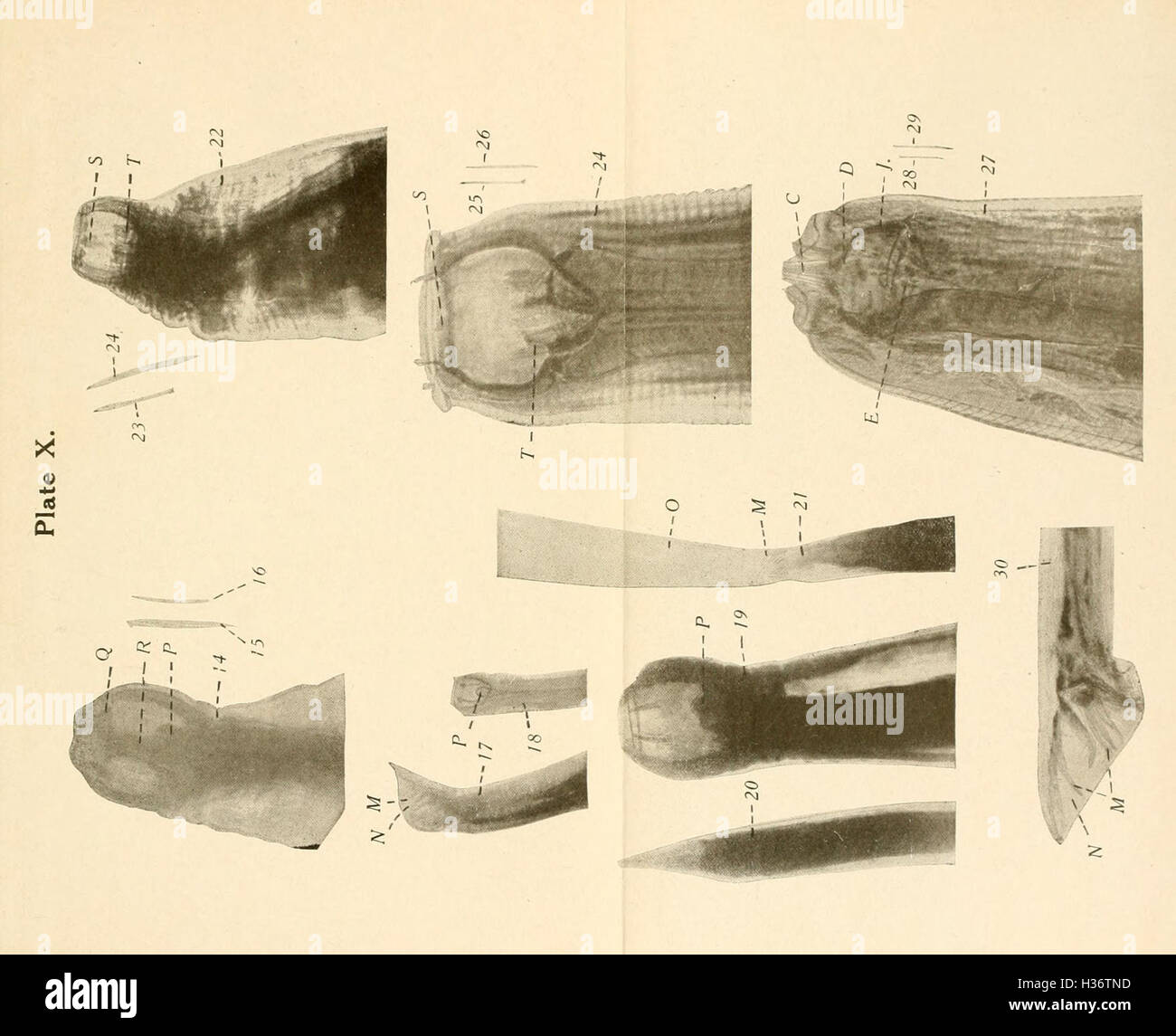 This work explores animal parasites and the diseases they cause ...