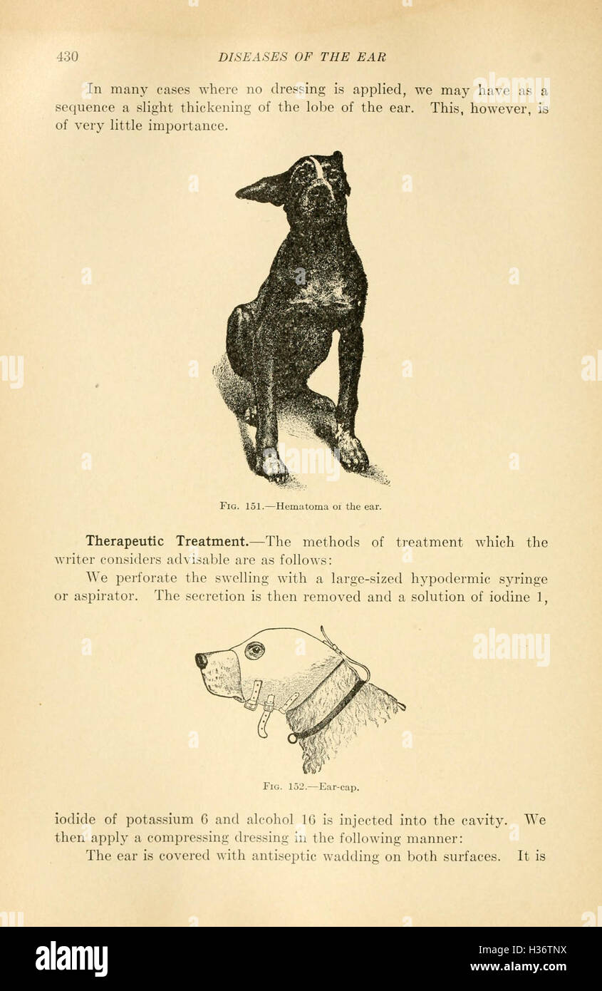 This guide provides an overview of common diseases in dogs and their ...