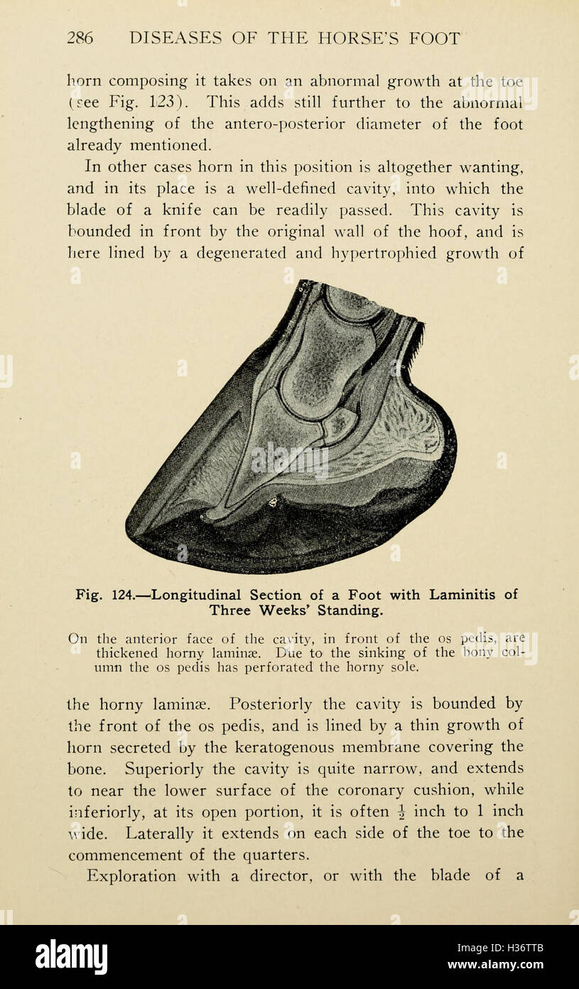 This work discusses common diseases affecting the horse's foot ...