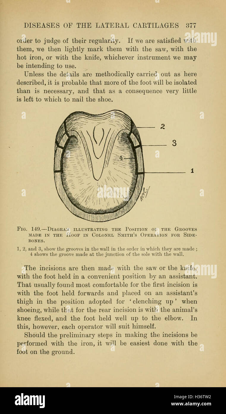 This work focuses on common diseases affecting horses' hooves ...