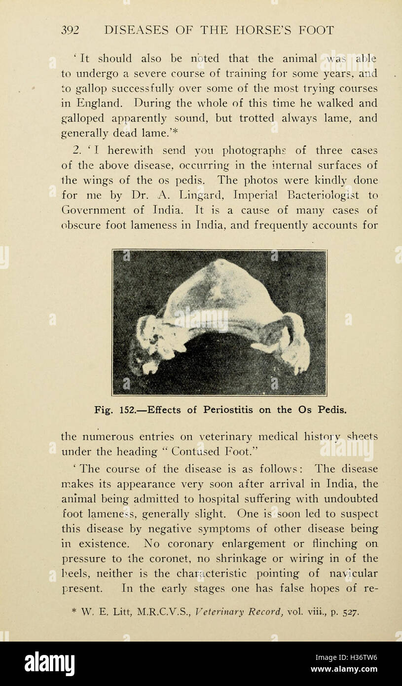 This page addresses common diseases and conditions affecting the horse ...