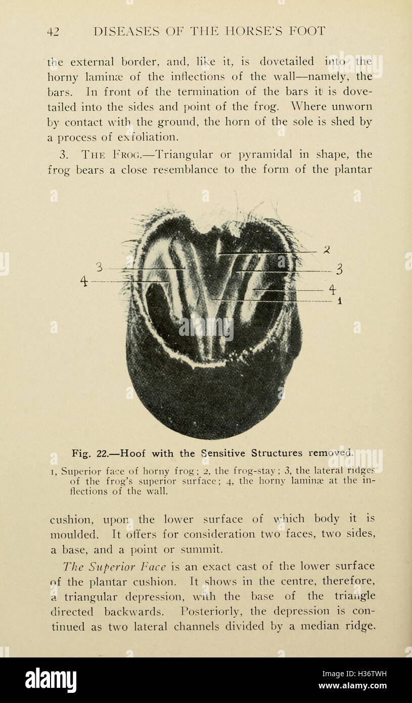This work covers various diseases that affect a horse’s feet, their ...
