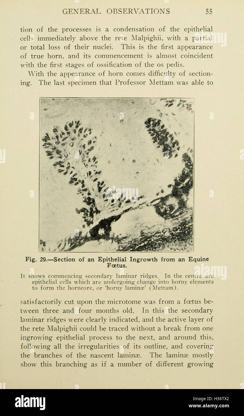 This text discusses common diseases affecting the horse’s foot ...