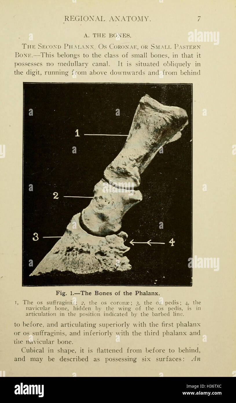 This text addresses common diseases affecting the horse's foot ...